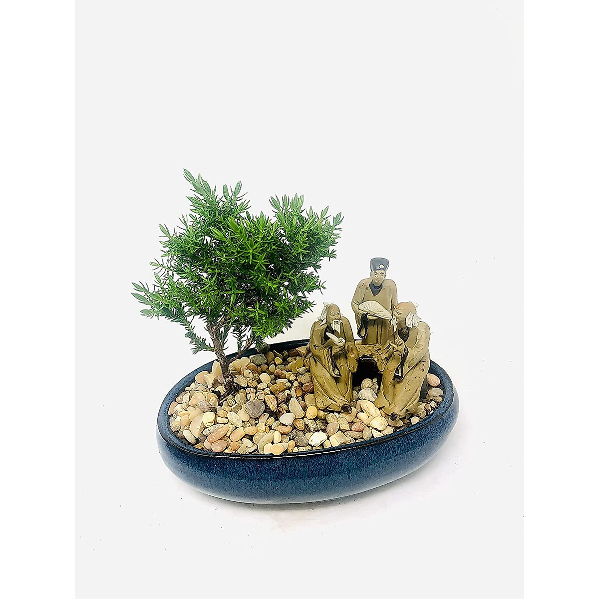 Juniper Bonsai Tree with Three Master's Reunion Ceramic Pot