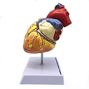 XINDAM 2X Enlarged Human Heart Anatomical Model,Anatomically Accurate Heart Model Human Skeleton Anatomy for Science Classroom Study Display Teaching Medical Model