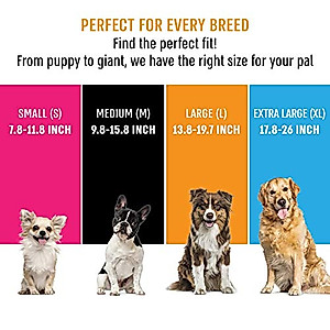 Active Pets Quick Release Dog Collar, Breathable Collar for Dogs, Boy Dog Collars, Girl Dog Collars, Dog Collars for Small Dogs, Large Dog Collar for Males & Females, Small Dog Collar for Puppies (M)