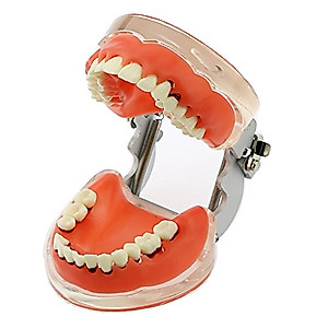 Dental Teeth Typodonts Model for Parodontopathy Periodontal Disease, Removable Gingivae Pathology Teeth Model Used in Teaching,Explain,Studying for Adult(Transparent)