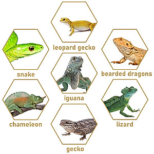 Hamiledyi Crested Gecko Coco Hut Natural Reptile Coconut Hideouts Lizard Water Food Bowls Climbing Porch Hiding Sleeping Breeding Pad Jungle Vine Flexible Reptile Leaves for Bearded Dragon 6PCS