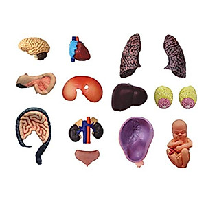 Anatomy Model of Human Internal Organs—Anatomical Model of Human Pregnancy and Pregnancy Organs—37 Parts—Science Education