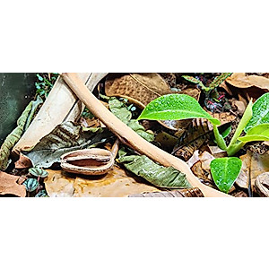 Josh's Frogs Guava Leaves Aquarium Leaf Litter (10 Count)