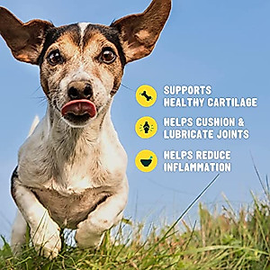 Glucosamine for Dogs Soft Chews 120 ct - Hip and Joint Supplement for Dogs with Chondroitin, Turmeric & MSM - Dog Joint Supplement + Vitamin E for Small, Large Breed & Senior Dogs Mobility Support