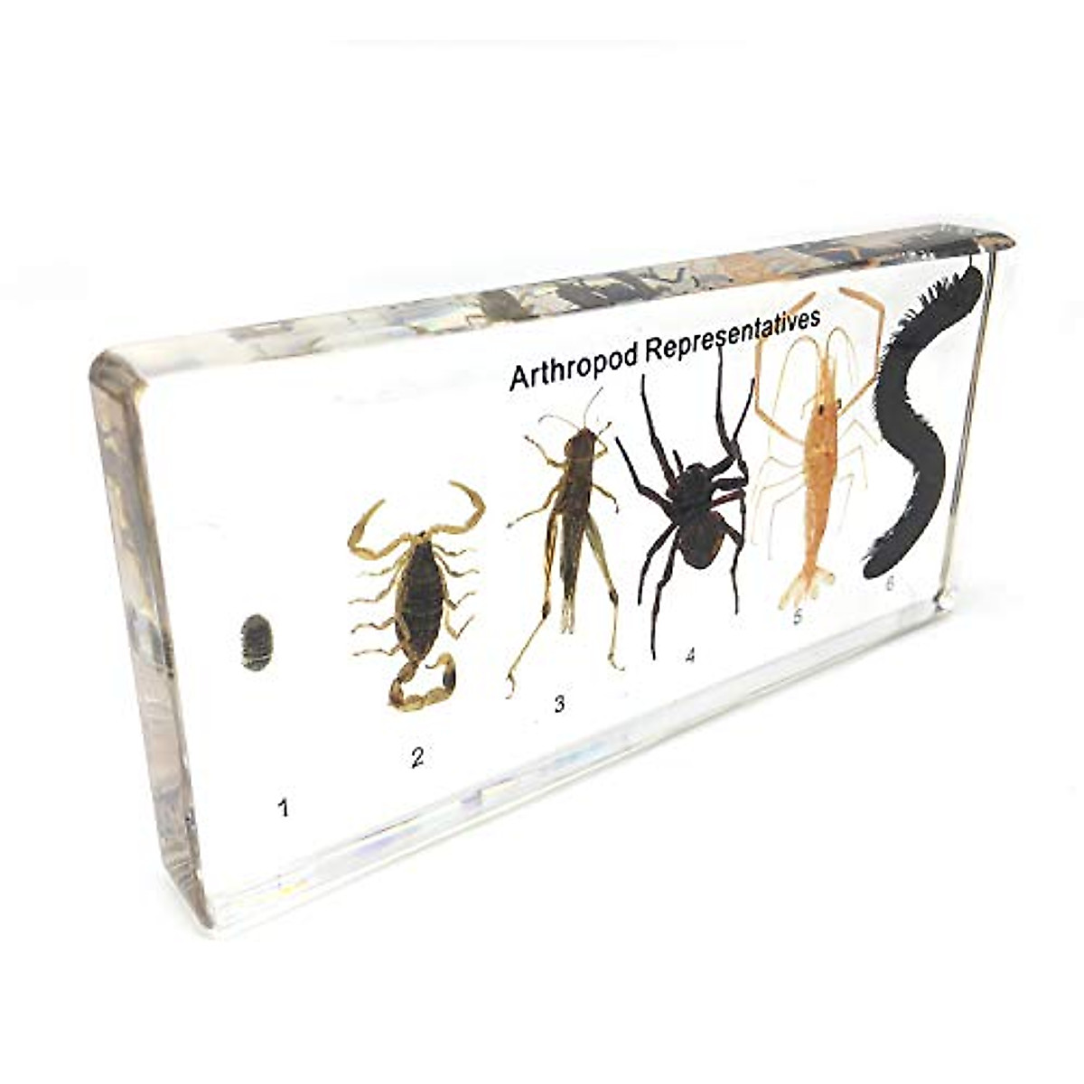 (6 Arthropods) Arthropod（Tardigrade） Representatives Paperweight Science Classroom Specimens for Science Education(6.5x3x1 Inch)