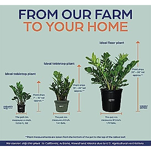 Nature’s Way Farms ZZ Plant, Zamioculcas Zamiifolia, Indoor, Outdoor, Live Houseplant, in Grower Pot (25-30 in. Tall)
