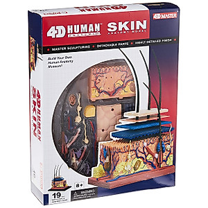 Famemaster 4D-Vision Human Skin Anatomy Model