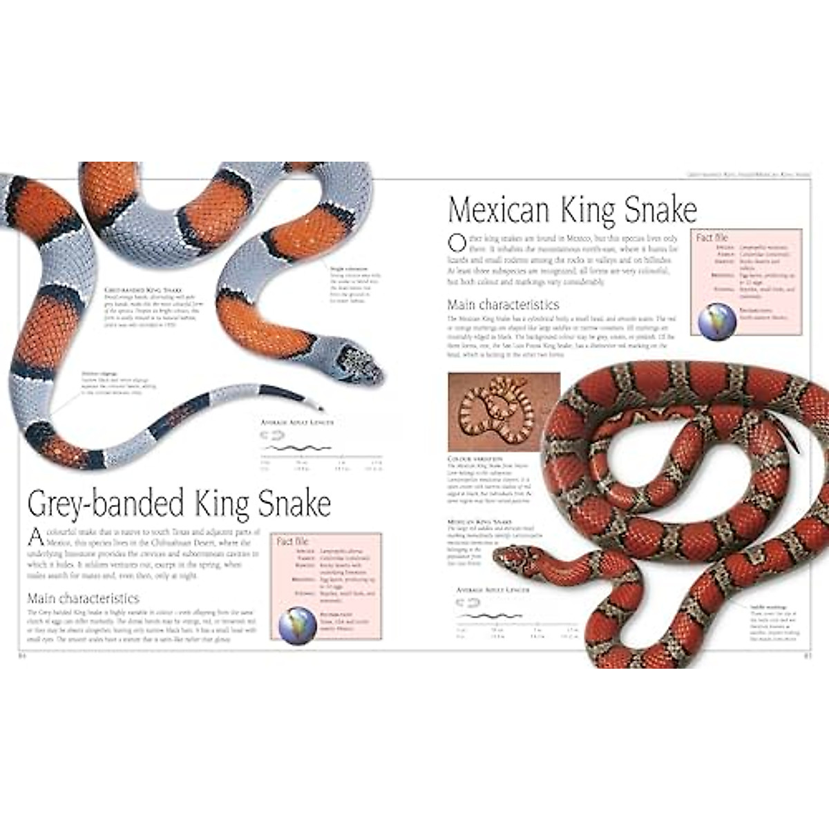 Snake: The Essential Visual Guide