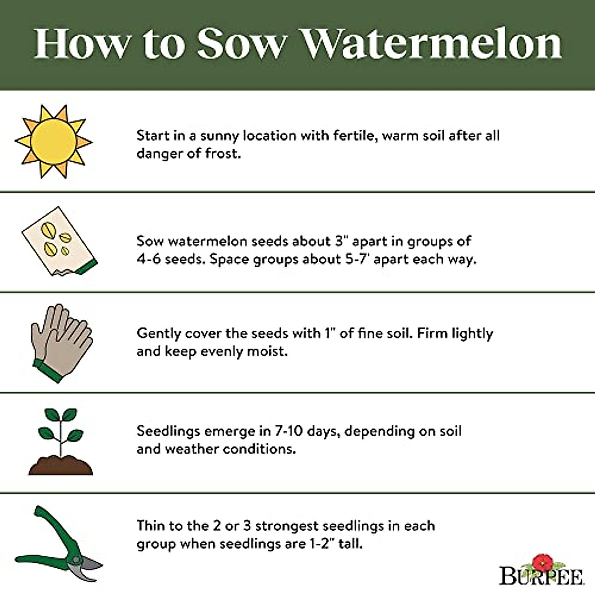 Burpee Crimson Sweet Watermelon Seeds 100 seeds