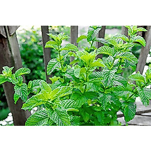 100+ Mojito Mint Seeds, Heirloom Herb Non-GMO, Fragrant Rare! Ships from USA