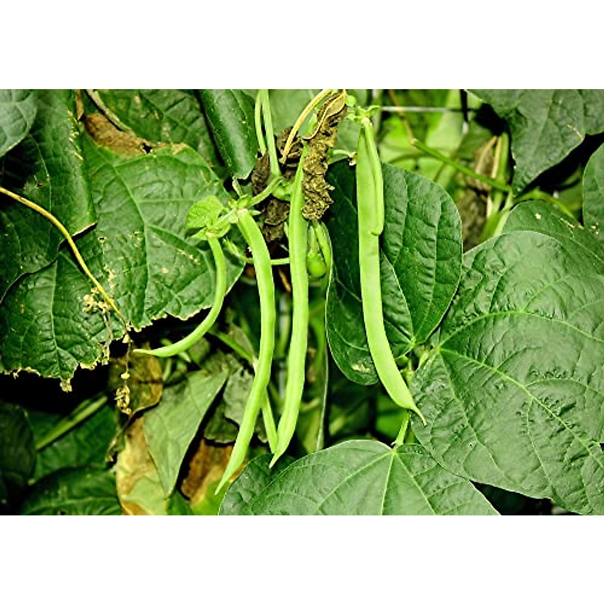 Kentucky Wonder Pole Bean Seeds for Planting, 30 Heirloom Seeds Per Packet, (Isla's Garden Seeds), Non GMO Seeds, Botanical Name: Phaseolus vulgaris, Great Home Garden Gift