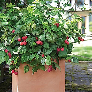Bushel and Berry Raspberry Shortcake® Raspberry Bare Root for Planting, Non-GMO (Bag of 1)