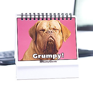 Office Gift for Dog Lovers - Moodycards! Make Everyone Laugh with These Adorable and Hilarious Dog Memes - Let The Dogs Tell Everyone How You Feel! A Terrific Office Gift! 25 Different Moods