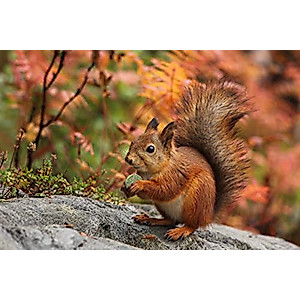 TANOMA Chew Treats Toys for Small Animal- Rabbits, Hamster, Guinea Pig, Chinchilla, Bunny