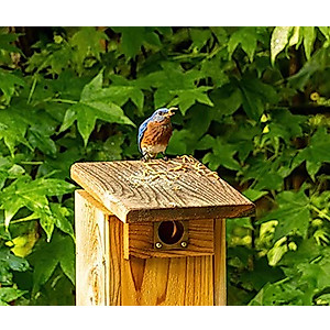 HANDPOINT 11 lbs Dried Mealworms, 100% Non-GMO Natural High-Protein,Treats for Chicken, Fish, Bird Food(11LB)