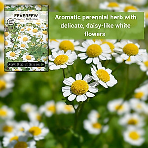 Sow Right Seeds - Feverfew Seeds for Planting - Non-GMO Heirloom Packet with Instructions to Plant an Outdoor or Indoor Herb Garden - Traditional Medicinal Herb, Make Tea & Extract for Migraines (1)