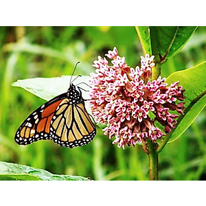 800+ Butterfly Milkweed Seeds for Planting, Swamp Milkweed, Common Milkweed, Showy Milkweed, 4 Pack of 200 Seeds Each Heirloom, Non-GMO Untreated, ttract Monarch Butterflies.