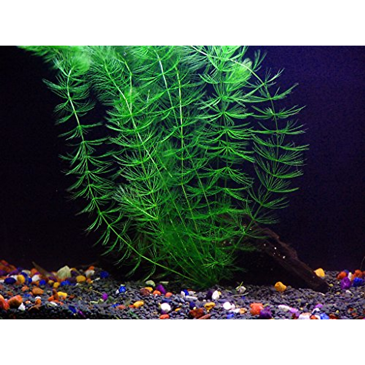 California Bundle - 25+ Stems / 6 Species Live Aquarium Plants Package