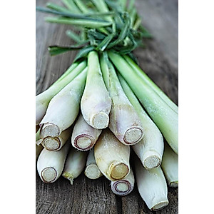 4 Lemongrass Plants Well Rooted, Live Lemongrass for Planting 5 to 7 Inch