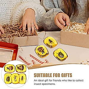 DECHOUS Charm Bracelet Amber Specimen 5pcs Baltic Amber Pendant Amber Specimen Resin Crafts Collection for Jewelry Making Necklace Bracelets Home Decorations Charm Bracelet