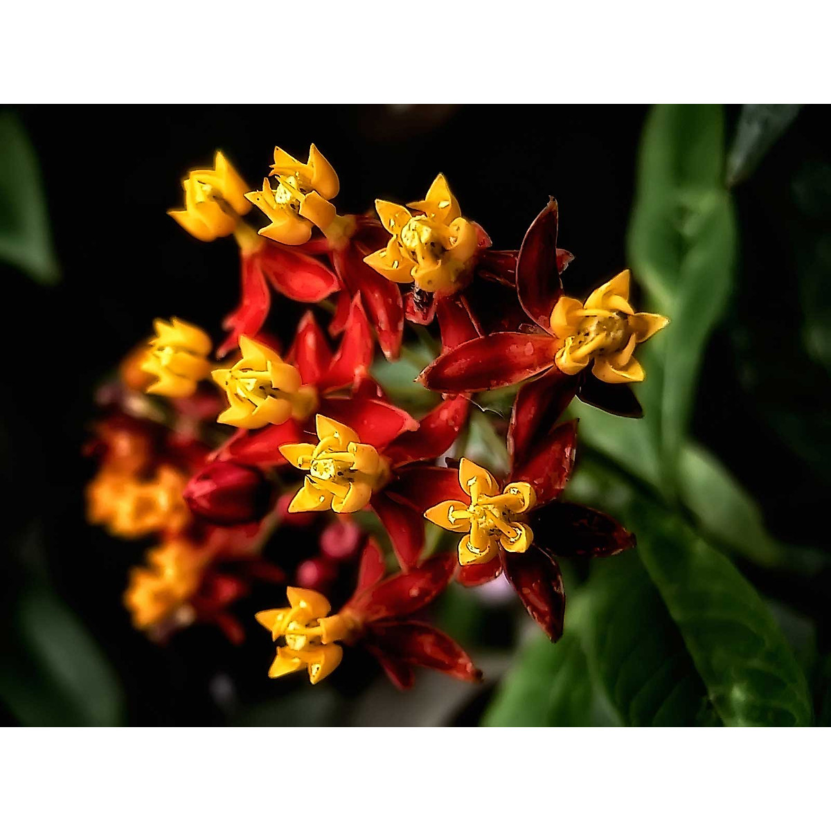 Asclepias curassavica | Butterfly Bush | Scarlet Milkweed | 200_Seeds