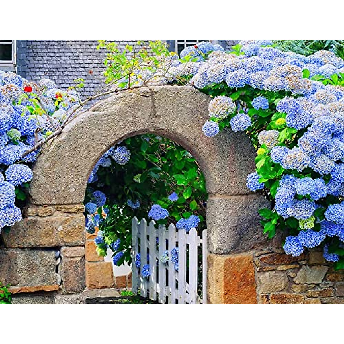 100+ Mixed Hydrangea Seeds for Planting Fast Growing Shrub Flowers Bush Plants Beautiful Smell Outdoor Garden Decor Home Perennial