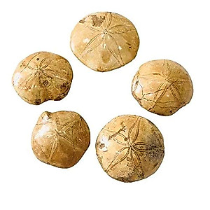 moonlightcrystal 1pc Polished Natural Ammonite Fossils Starfish Asteroid Fossils Specimen