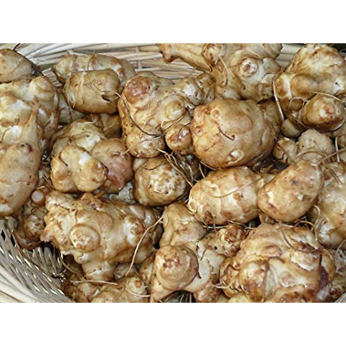Jerusalem Artichoke Early Dwarf Sunray Variety, Sunchoke Sunroot Individual Tubers for Planting, 5 Tubers for Planting