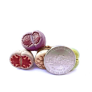 Pack of 8 Live Exotic Lithops Plant Medium Size 2 Years Old Rare Living Stone Seedling Perfect Terrarium Addition