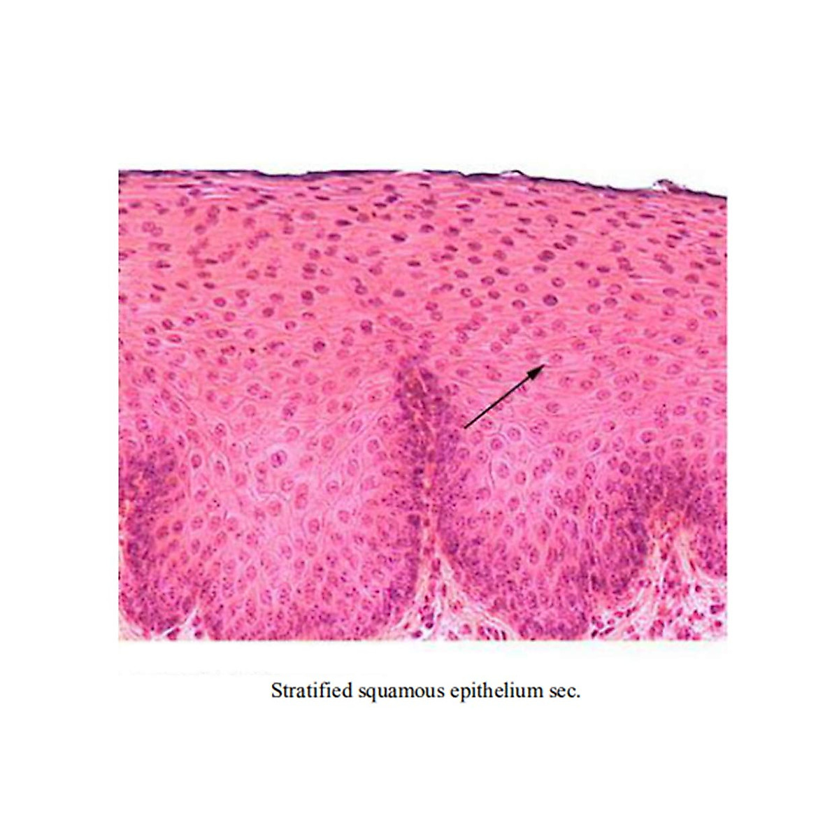 Prepared Epithelium Types Microscope Slides Set, Excellent 11pcs Specimens Representing The Major Types of Epithelium
