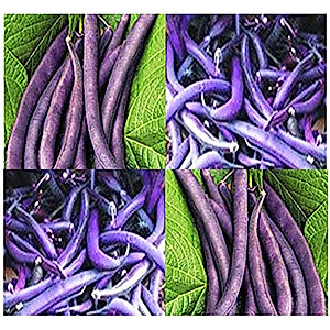 Royal Burgundy Bush Bean Seeds for Planting, 30 Heirloom Seeds Per Packet, (Isla's Garden Seeds), Non GMO Seeds, Botanical Name: Phaseolus vulgaris, Great Home Garden Gift