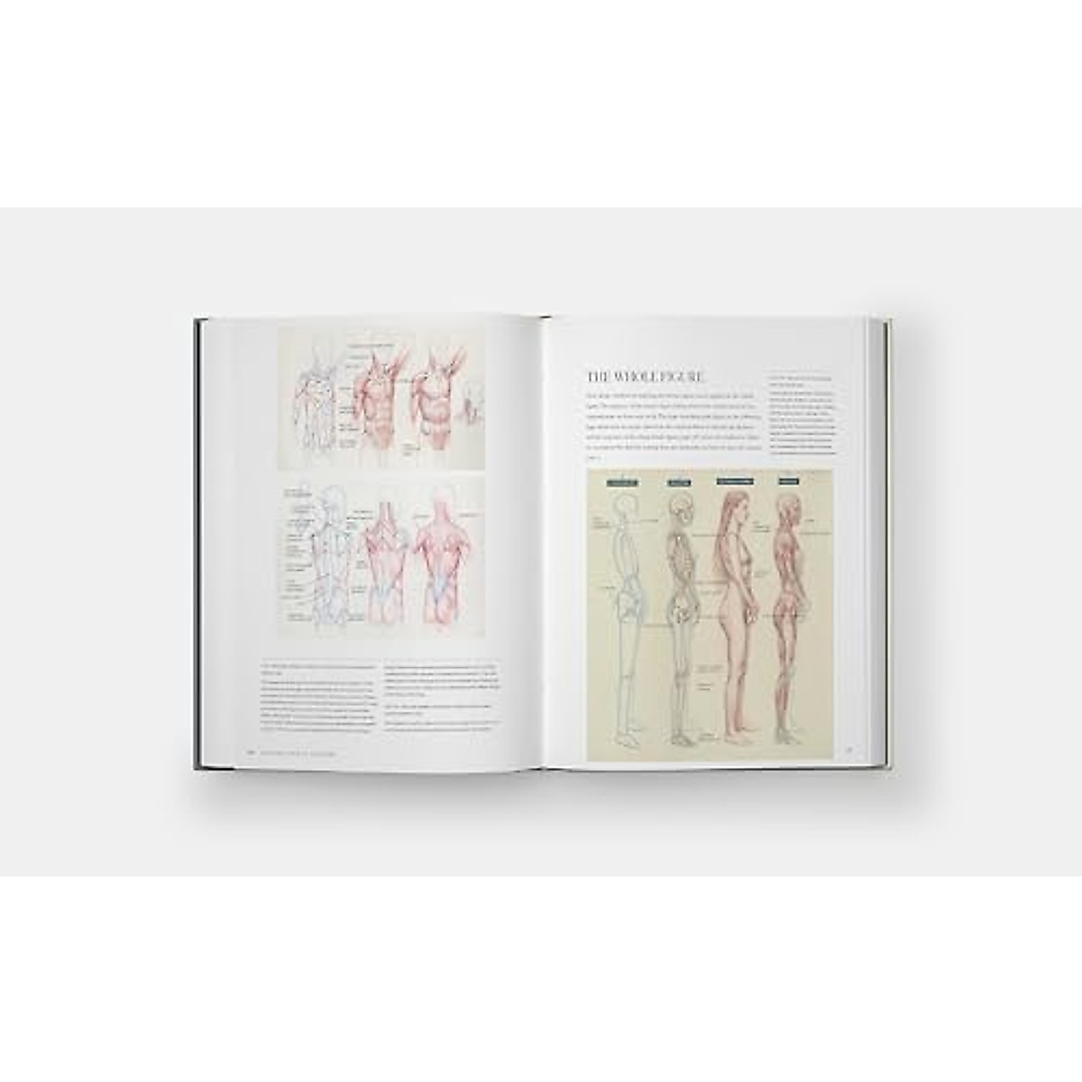 Dynamic Human Anatomy: An Artist's Guide to Structure, Gesture, and the Figure in Motion
