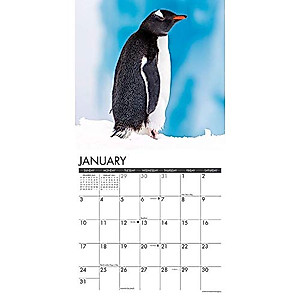 Penguins 2021 Wall Calendar