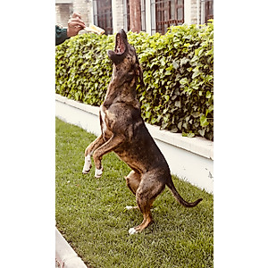 RAKUN Dried Lamb Ears - 100% Natural and High Protein Dog Treats - Suitable for Oral and Dental Health - Pack of 1(17 Pieces)