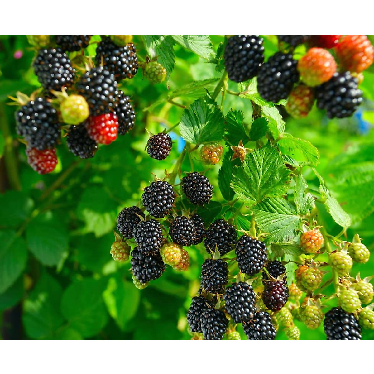 2 Thornless BlackBerry Plants, Arapaho Blackberries Bushes, 5 to 7 Inches Ornaments Perennial Garden Simple to Grow Pot