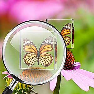 6 Pcs Real Butterfly Specimen Butterfly Paperweight Assortment Framed Butterfly Taxidermy Resin Butterfly Collection Display Science Toys for Home Office School, 6 Styles