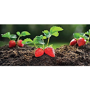 FoxFarm Happy Frog® Soil Conditioner, 1.5 cu ft