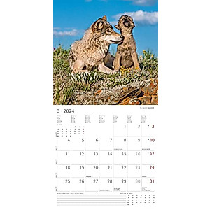 Wolves 2024 Brochure Calendar 30 x 30 cm (30 x 60 Open) Calendar with Space for Notes Wolves Picture Calendar Wall Planner Alpha Edition