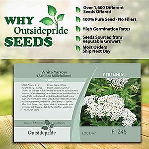 Outsidepride Perennial Achillea Millefolium Yarrow White Wild Flower & Herb Garden Plant - 5000 Seeds