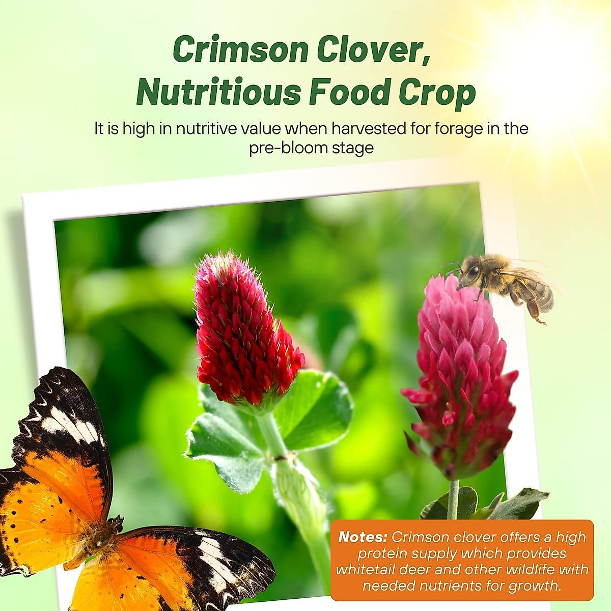 Outsidepride Crimson Clover Seeds - 10 lbs. Annual, Nitrocoated, & Inoculated Ground Cover Seeds, Ideal Clover Seed for Lawn, Cover Crop, Pasture, Hay, Green Manure & Wildlife Forage