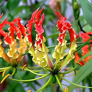 QAUZUY GARDEN 5 Creeping Climbing Flame Lily (Glory Gloriosa Lily/Fire Lily/Gloriosa Superba) Tiger Claw Agnishikha Seed Heirloom Eye-Catching Perennial Flower Attract Pollinators