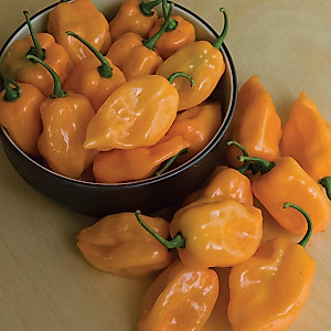 Burpee Habanero Hot Pepper Seeds 75 seeds