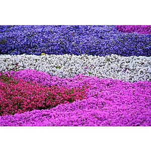 1200+ Mixed Phlox Seeds - Creeping Perennial Ground Cover - Popstars Phlox Creeping Carpet Plants