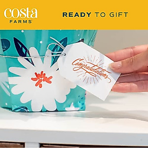 Costa Farms Chinese Evergreen, Live Indoor Plant, Potted in Potting Soil, Decorative Mother's Day Gift Wrap, Fresh From Our Farm, Tabletop, Desk, Office, Room Decor, 14-Inches Tall