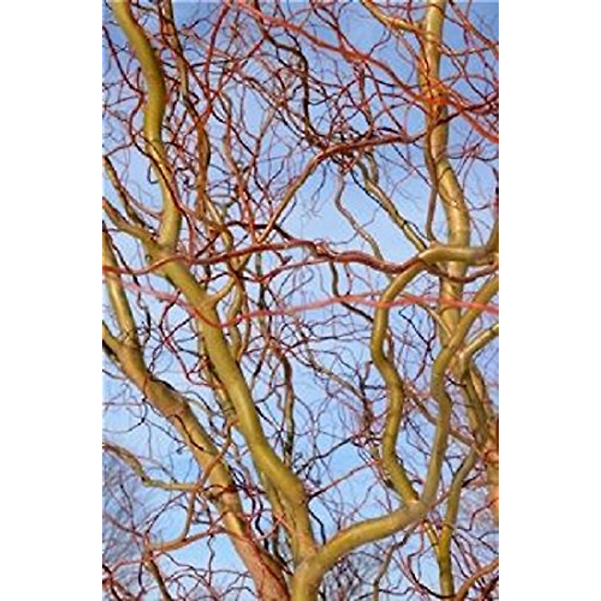 New Life Nursery & Garden Scarlet Curls Weeping Willow, Live Plant, Quart Pot