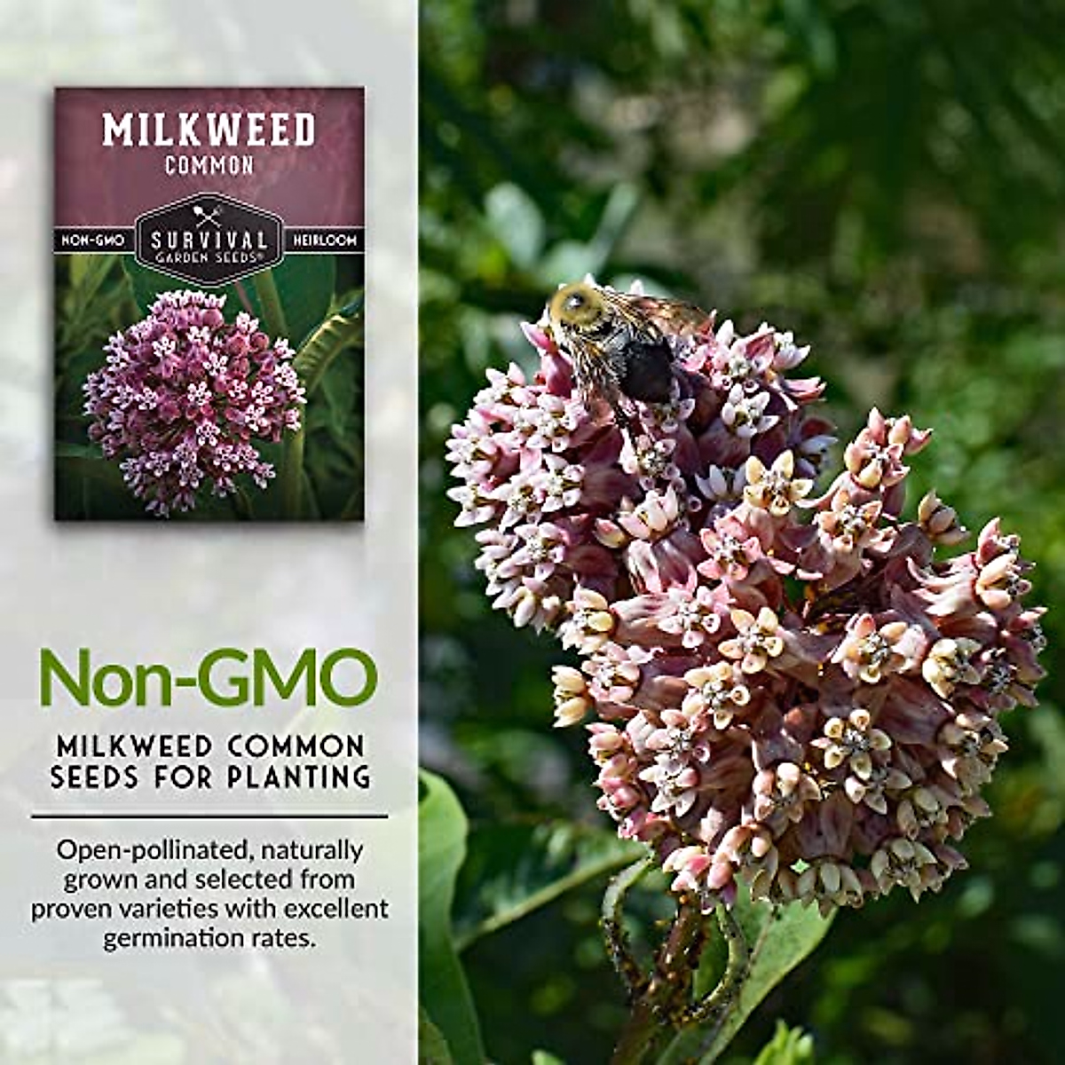 SURVIVAL GARDEN SEEDS Common Milkweed Seeds for Planting - 5 Packs with Instructions Grow Asclepias Syriaca Wildflowers - Attract Monarch Butterflies & Help Conservation Non-GMO Heirloom Variety