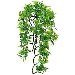 Zoo Med Laboratories SZMBU20 Natural Bushy Mexican Phyllo, Medium
