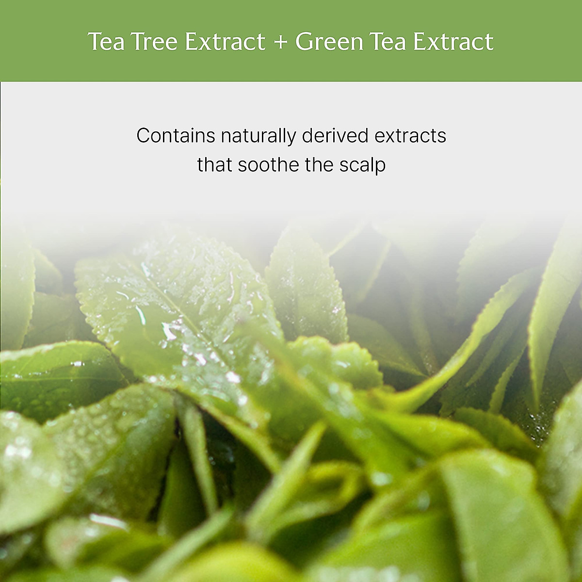 LA'DOR Hair Conditioner - Tea Tree Scalp Clinic Hair Pack, 6.76 Fl Oz - Calming & Nourishing with Snail Mucin, Green Tea, Aloe for Itchy Sensitive Dry Flaky Damaged Scalp