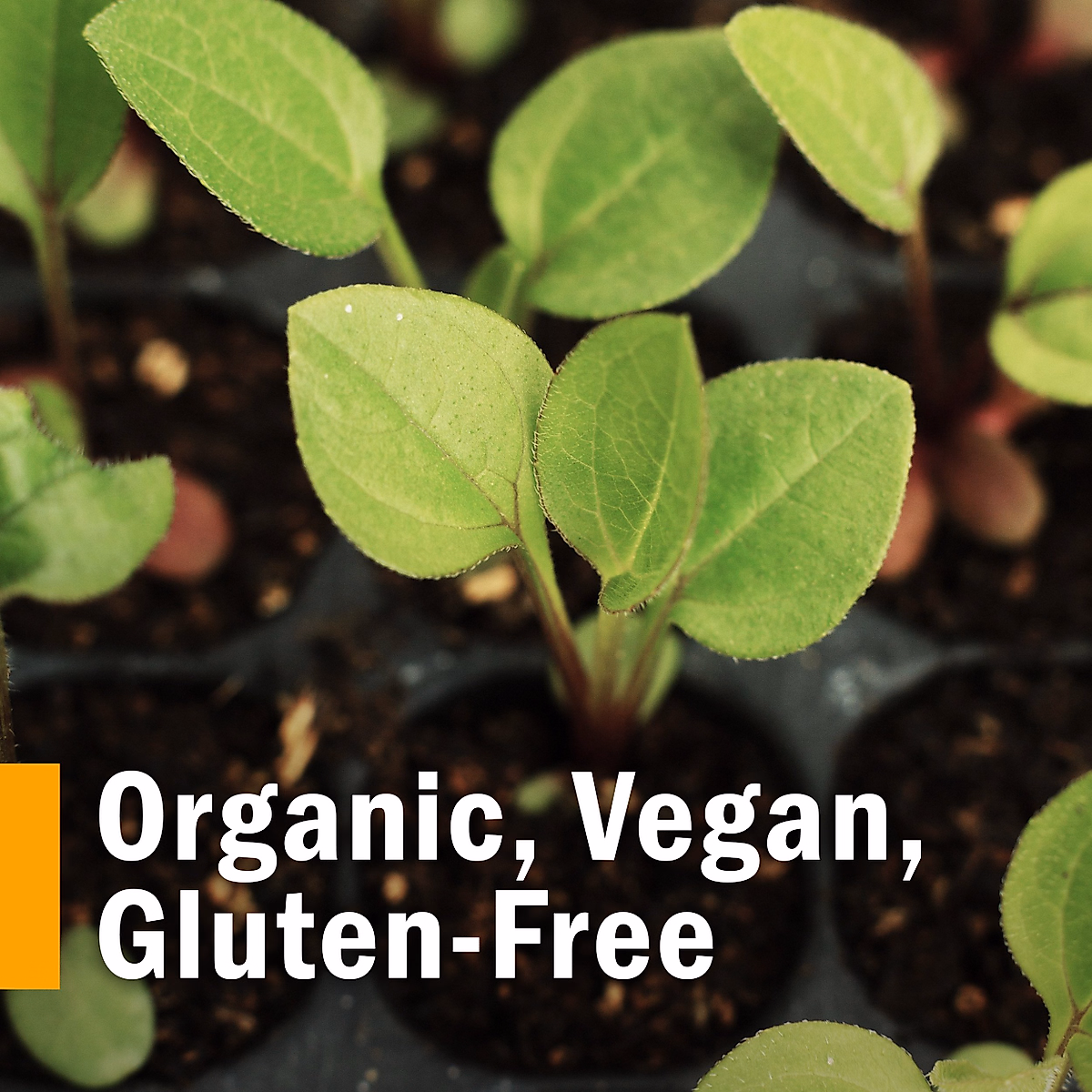 Herb Pharm Certified Organic Stoneroot Blend Liquid Extract for Cardiovascular and Circulatory Support-4 oz