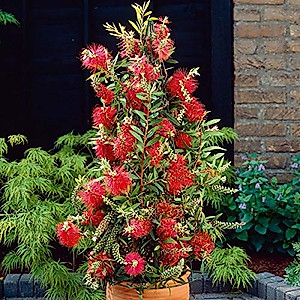 1138-Crimson Bottle Brush (Callistemon citrinus) Seeds by Robsrareandgiantseeds UPC0764425787570 Non-GMO,Organic,USA Grower,Herb,Bonsai,1138 Package of 25 Seeds